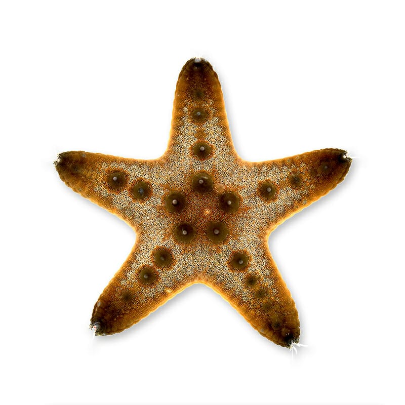 Chocolate Chip Starfish – Protoreaster nodosus – Top Shelf Aquatics