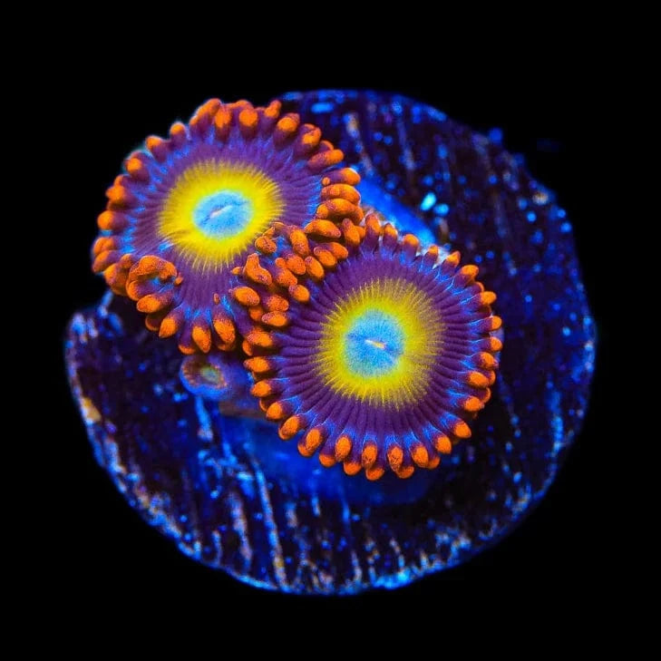 Circus Freak Zoanthids Coral – Top Shelf Aquatics