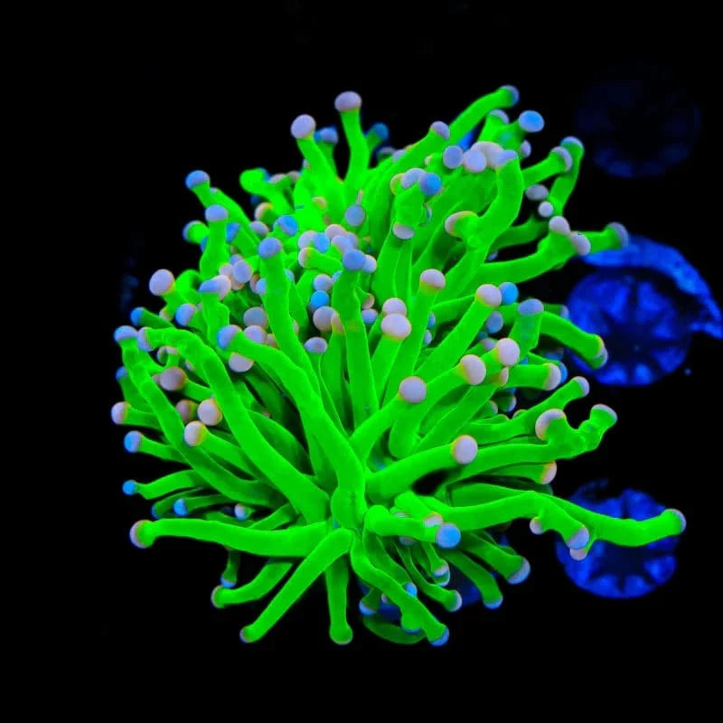 Cotton Candy Torch Coral – Top Shelf Aquatics