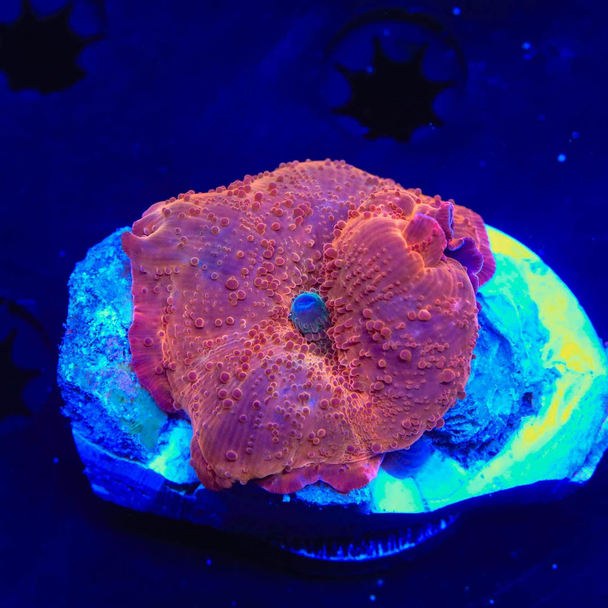 Cryptic Orange Mushroom Coral – Top Shelf Aquatics