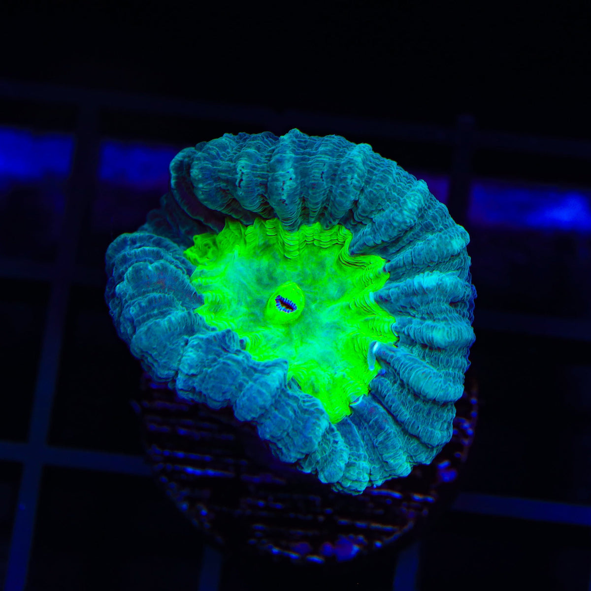 Cursed Eye Candy Cane Coral – Top Shelf Aquatics