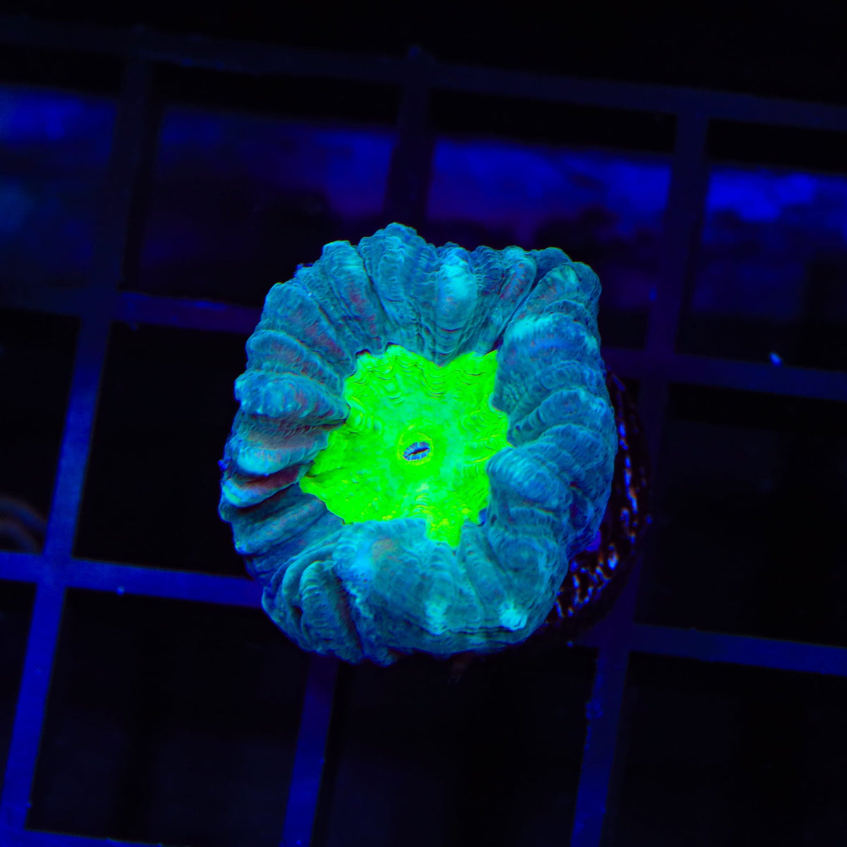 Cursed Eye Candy Cane Coral – Top Shelf Aquatics