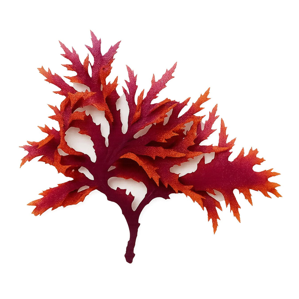Live Macroalgae for Reef Tanks & Refugiums – Top Shelf Aquatics