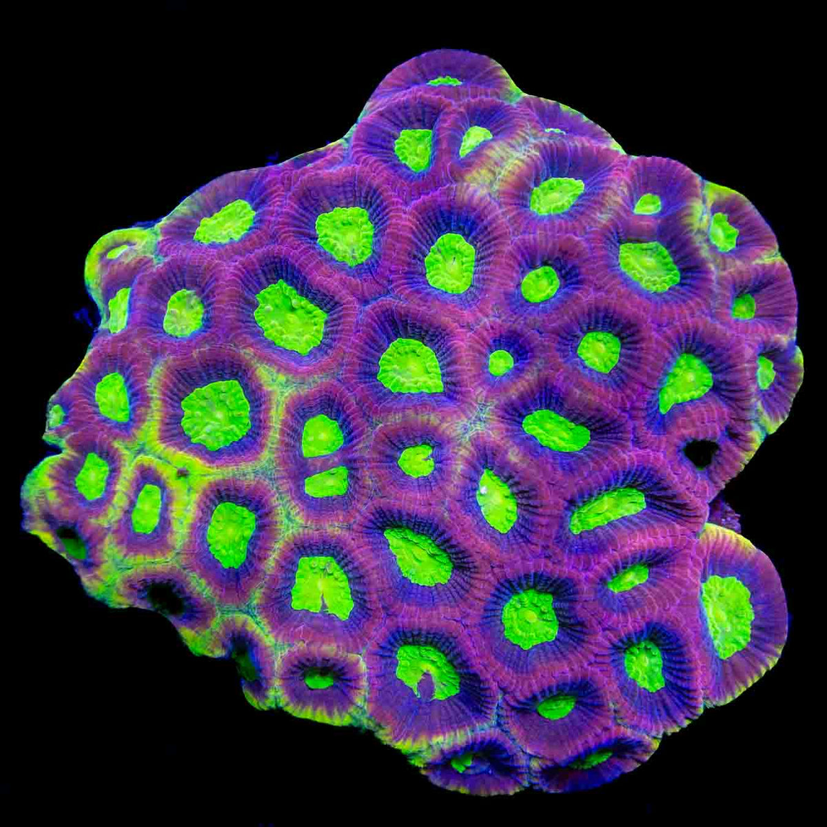 Dragon Soul Favia Colony Coral – Top Shelf Aquatics