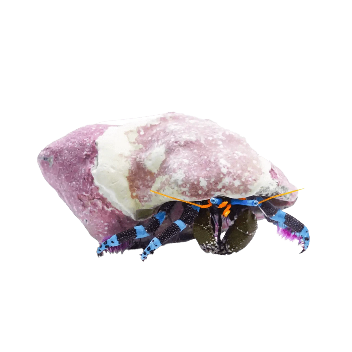 Electric Blue Hermit Crab – Calcinus elegans – Top Shelf Aquatics