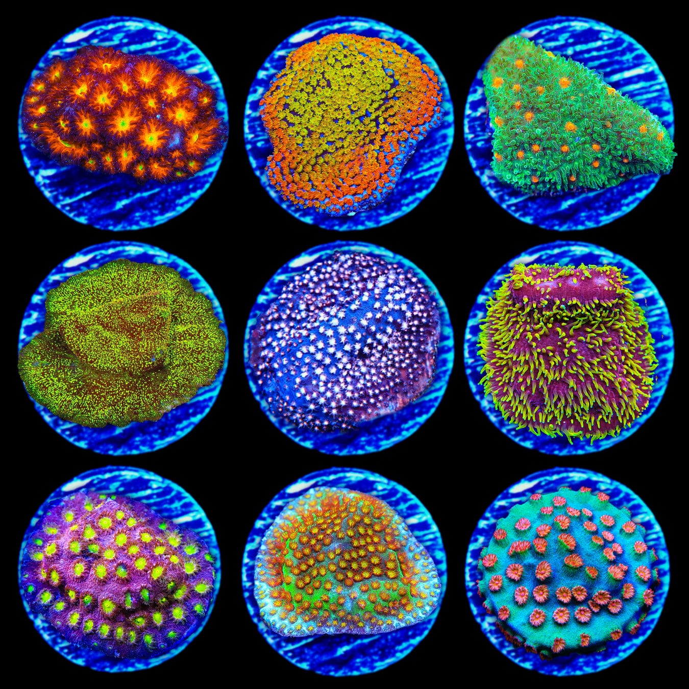 Encruster 3 Coral Frag Pack – Top Shelf Aquatics