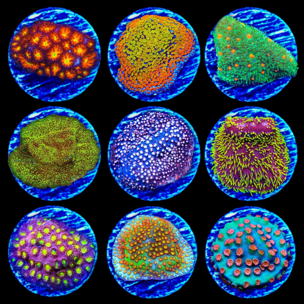 Encruster 3 Coral Frag Pack – Top Shelf Aquatics