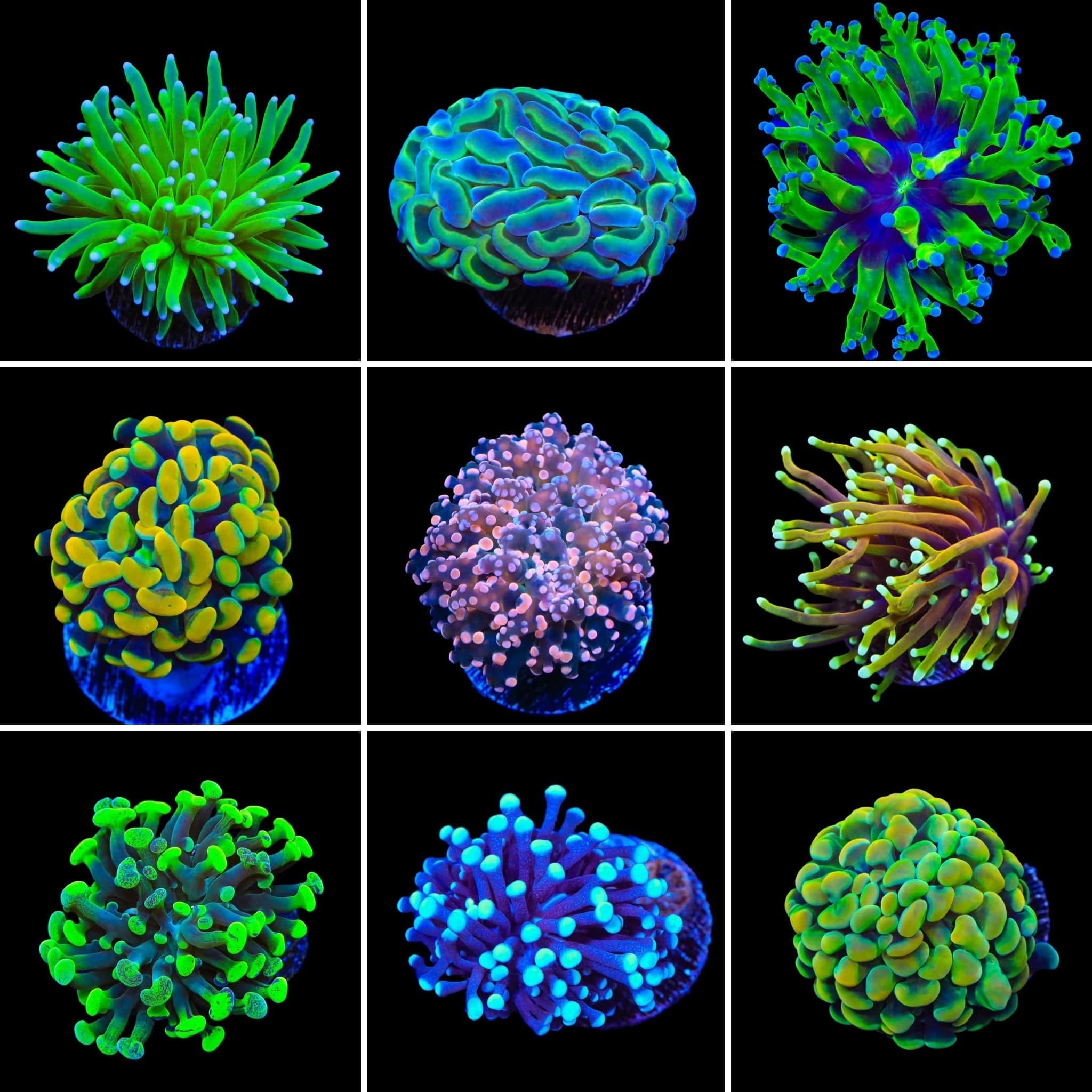 Euphyllia 3 Coral Frag Pack – Top Shelf Aquatics