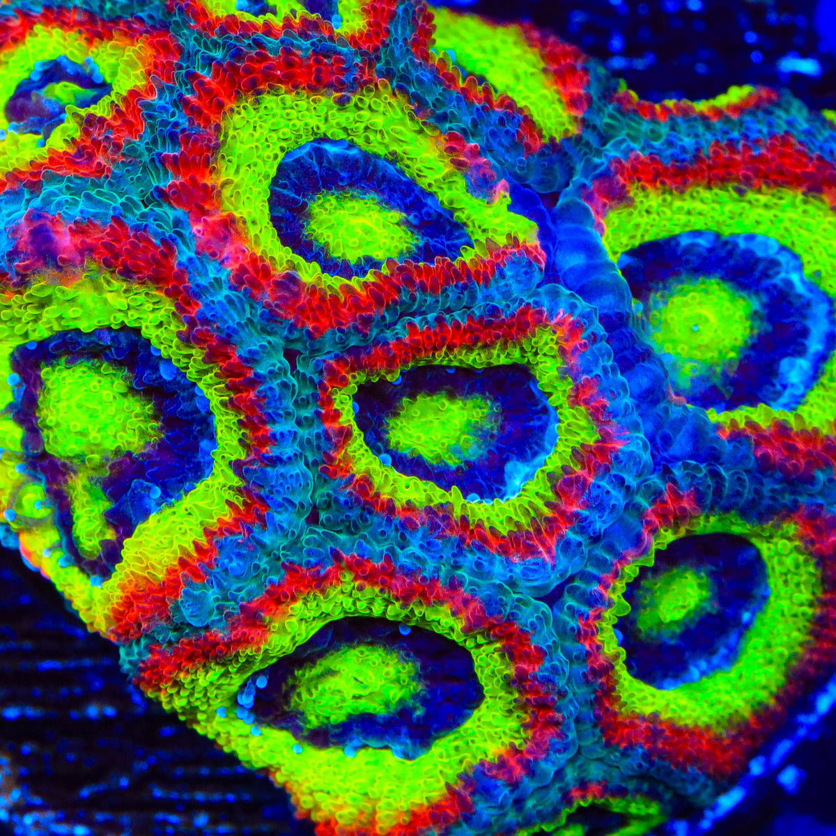 F2M Holy Grail Micromussa Acan Coral – Top Shelf Aquatics