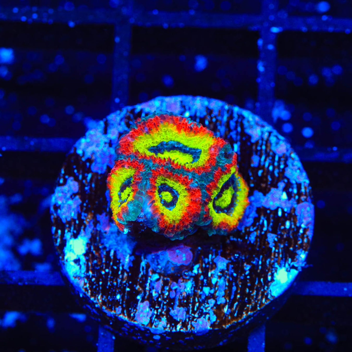 F2M Holy Grail Micromussa Coral – Top Shelf Aquatics