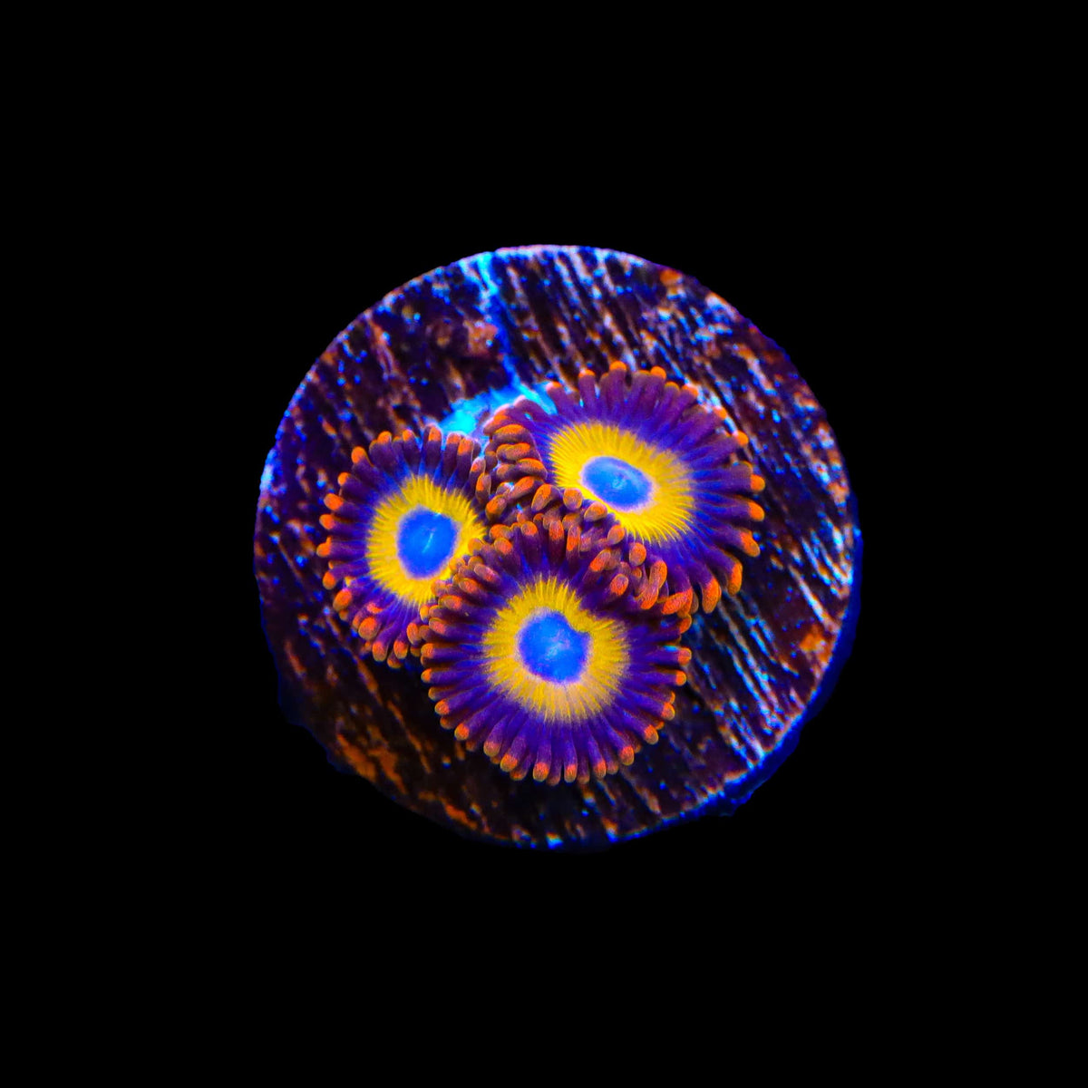 Fruit Loop Zoanthids Coral – Top Shelf Aquatics