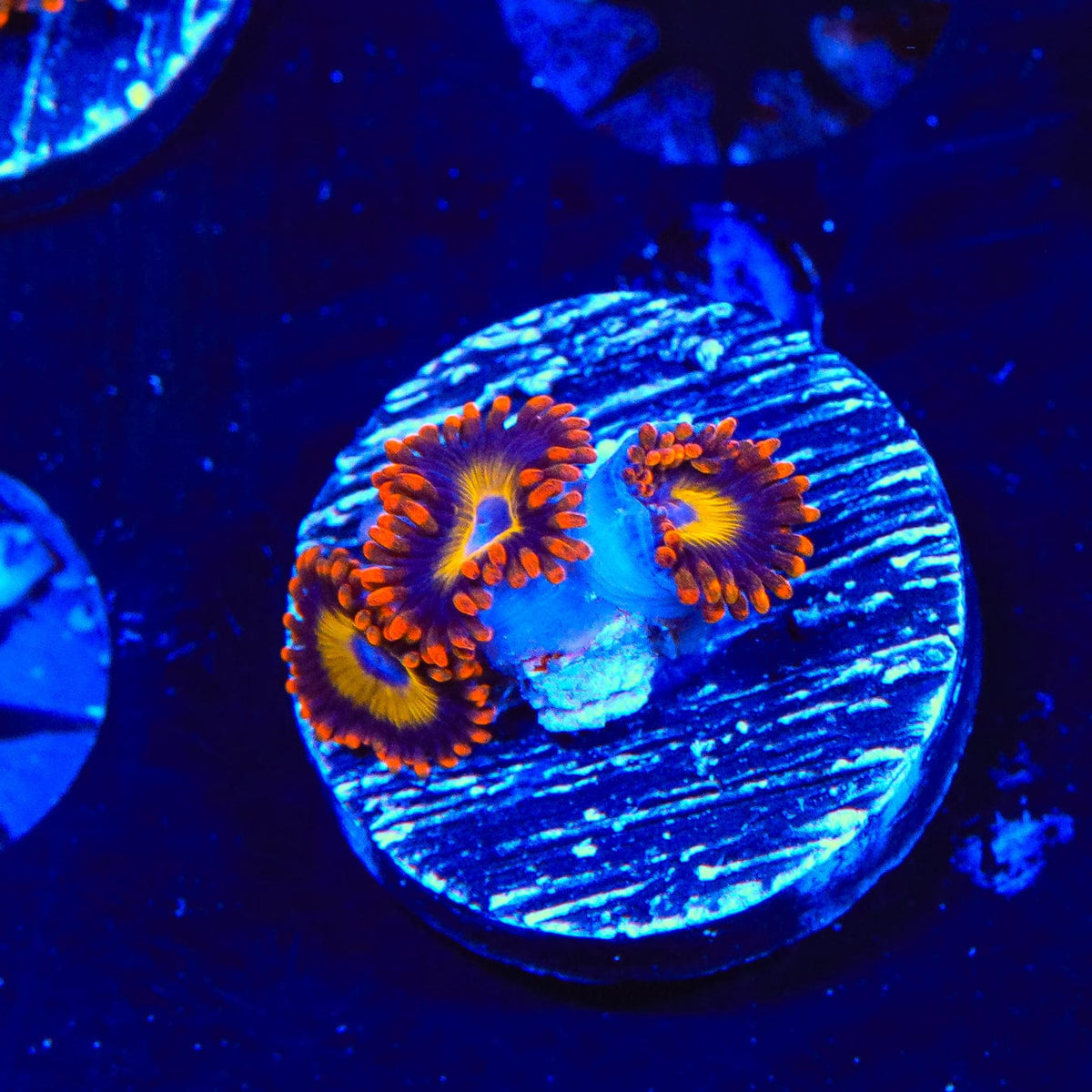 Fruit Loops Zoanthids Coral – Top Shelf Aquatics