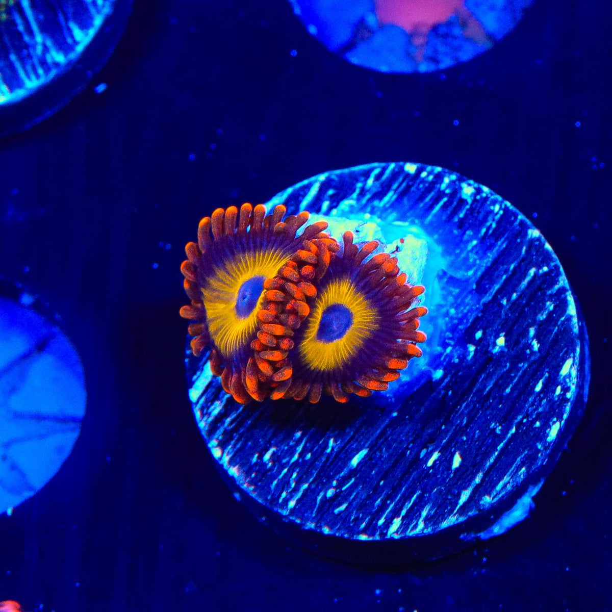 Fruit Loops Zoanthids Coral – Top Shelf Aquatics