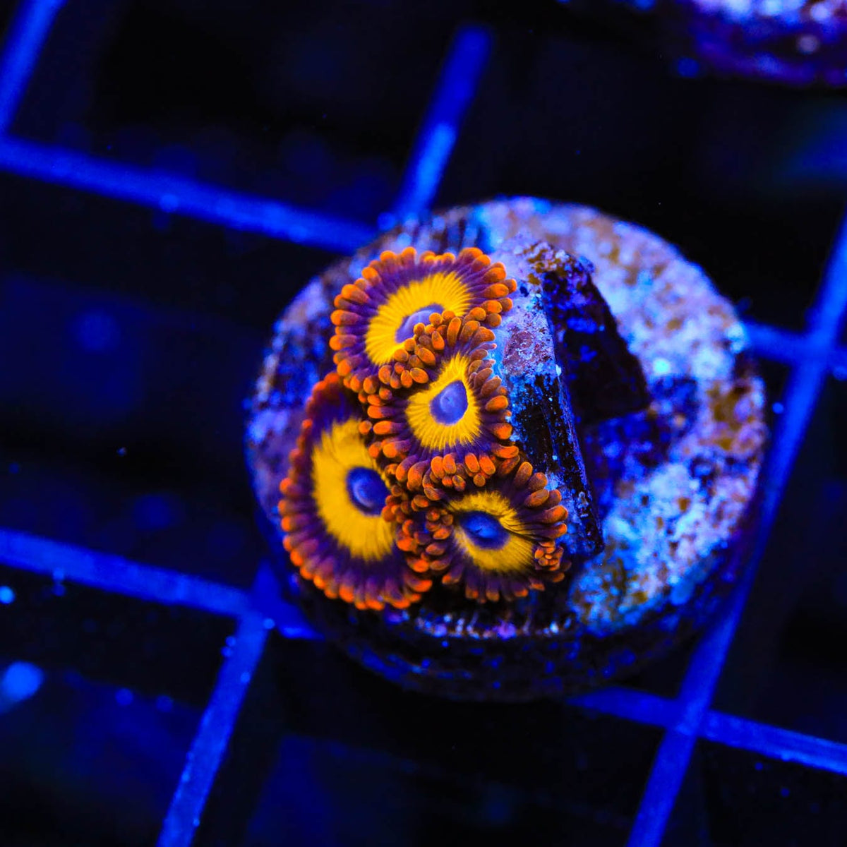 Fruit Loops Zoanthids Coral – Top Shelf Aquatics