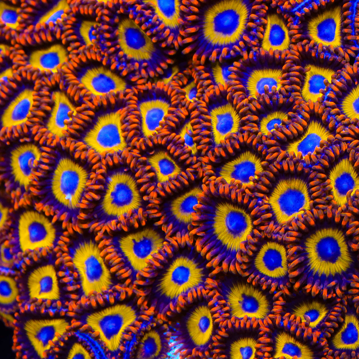 Fruit Loop Zoanthids Coral – Top Shelf Aquatics