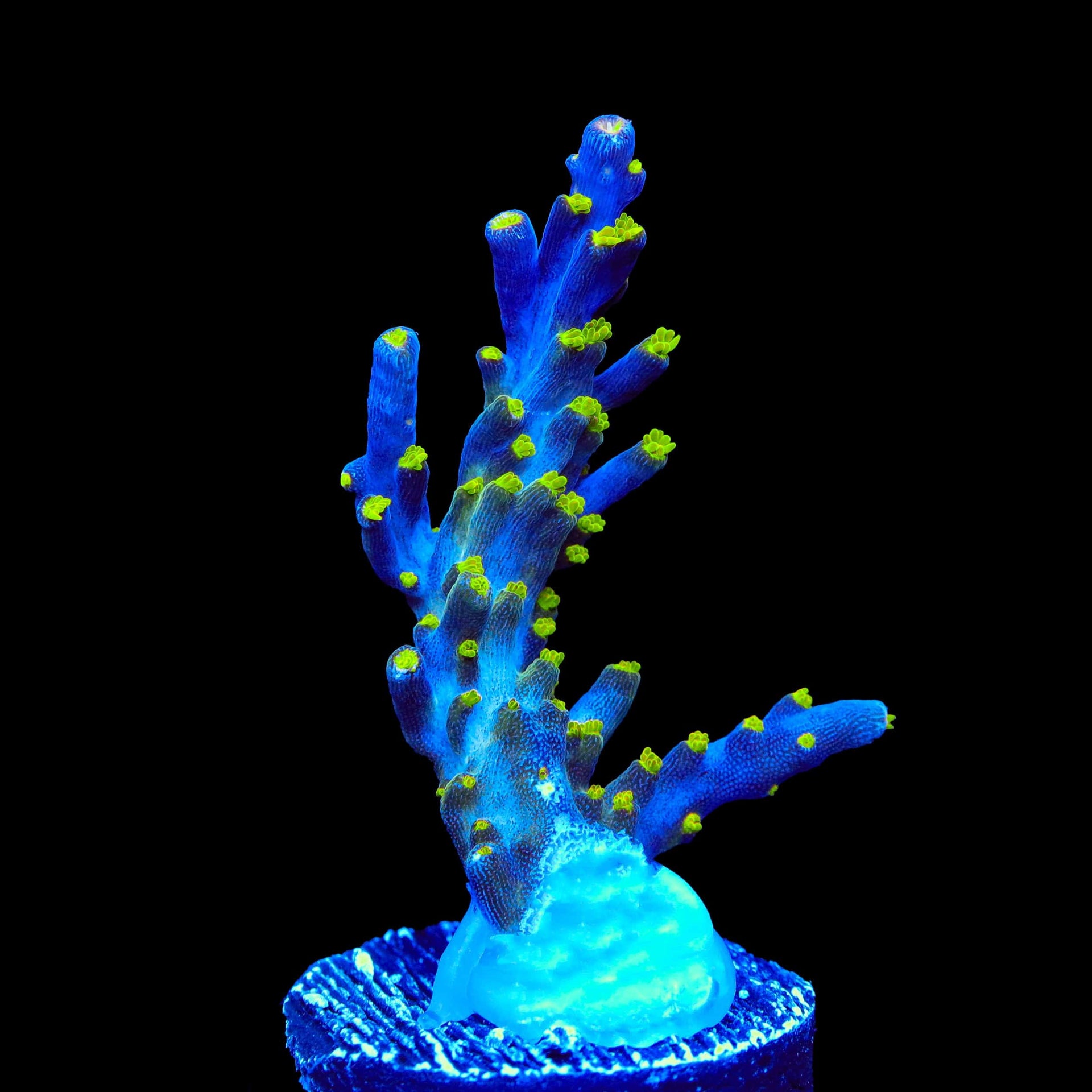 Coral Frags for Sale – Top Shelf Aquatics