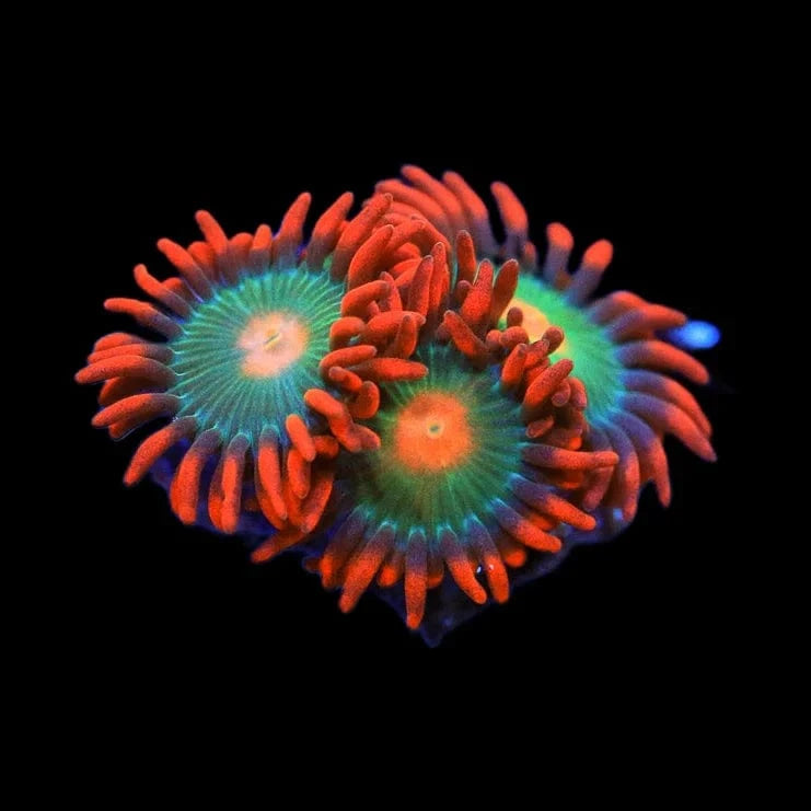 Gatorade Zoanthids Coral – Top Shelf Aquatics