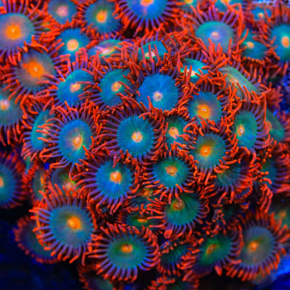 Gatorade Zoanthids Coral Top Shelf Aquatics