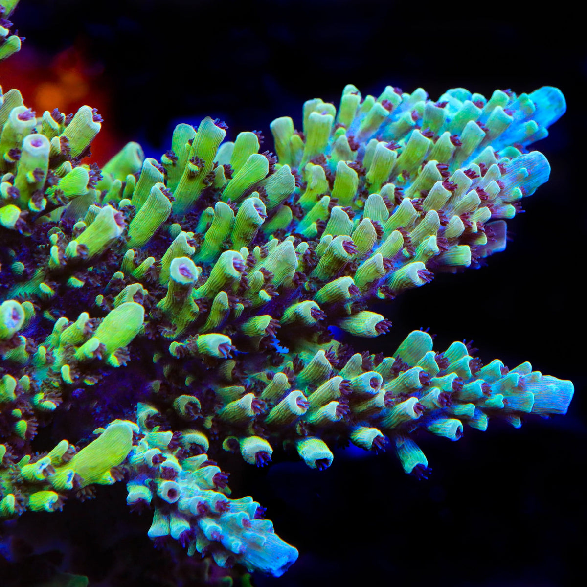 GB Fury Acropora Coral – Top Shelf Aquatics