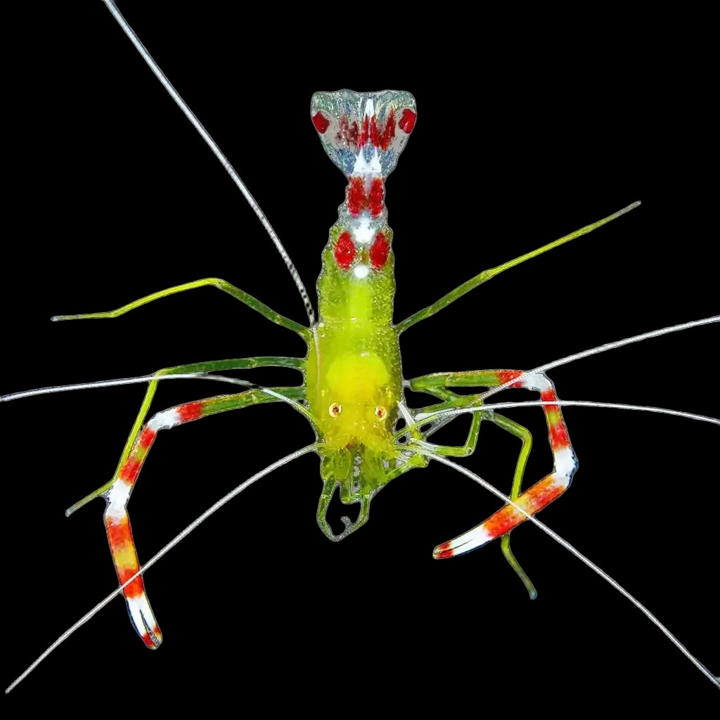 Gold Coral Banded Shrimp – Stenopus zanzibaricus – Top Shelf Aquatics