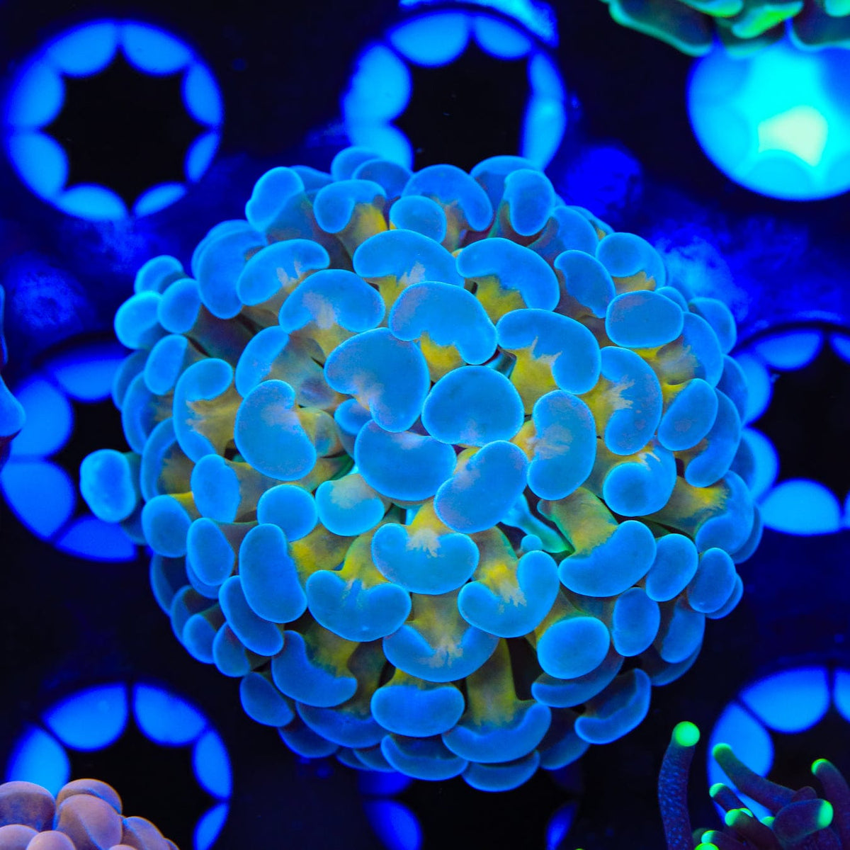 Gold Rainbow Hammer Coral – Top Shelf Aquatics