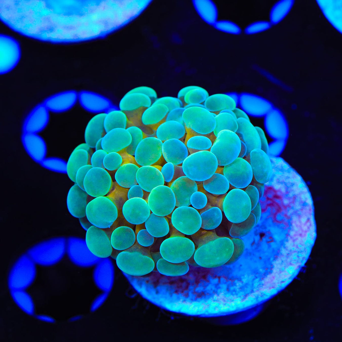 Gold Rainbow Hammer Coral – Top Shelf Aquatics