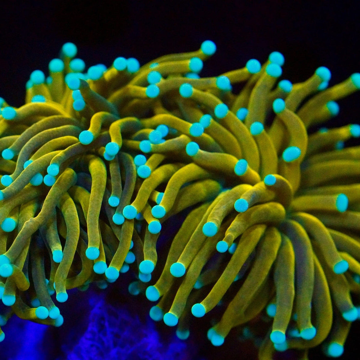 Golden Goddess Torch – Top Shelf Aquatics