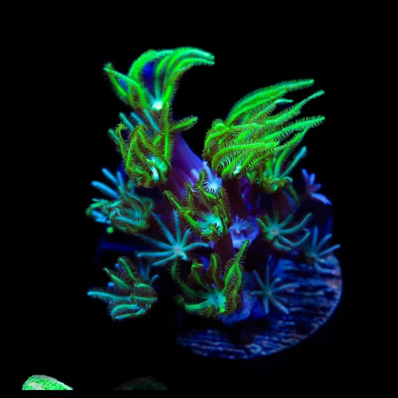 Green Aussie Pipe Organ Coral – Top Shelf Aquatics