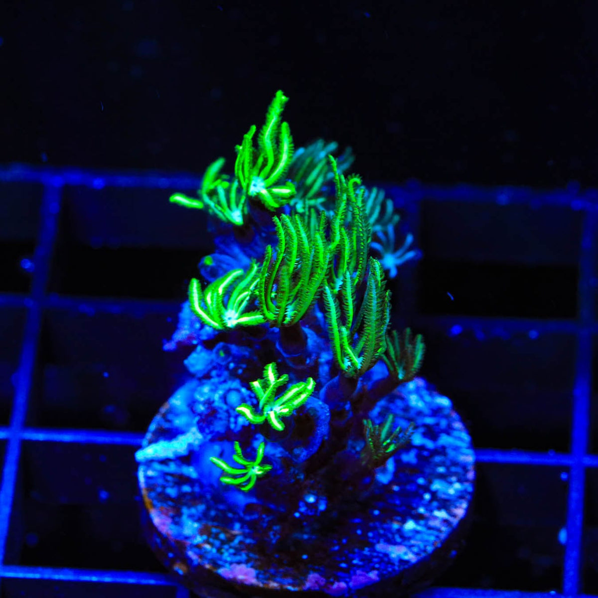 Green Aussie Pipe Organ Coral – Top Shelf Aquatics