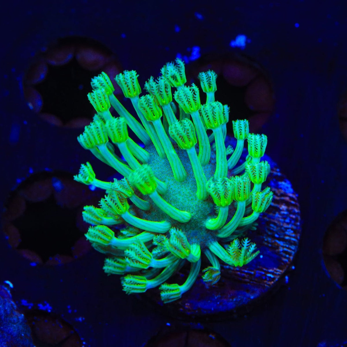 Green Long Polyp Toadstool Leather Coral – Top Shelf Aquatics