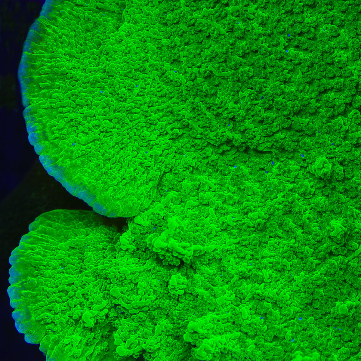 Green Montipora Cap Coral – Top Shelf Aquatics