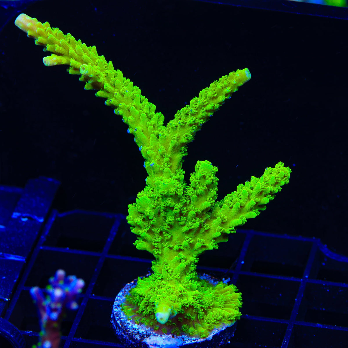 Green Slimer Acropora Colony Coral – Top Shelf Aquatics