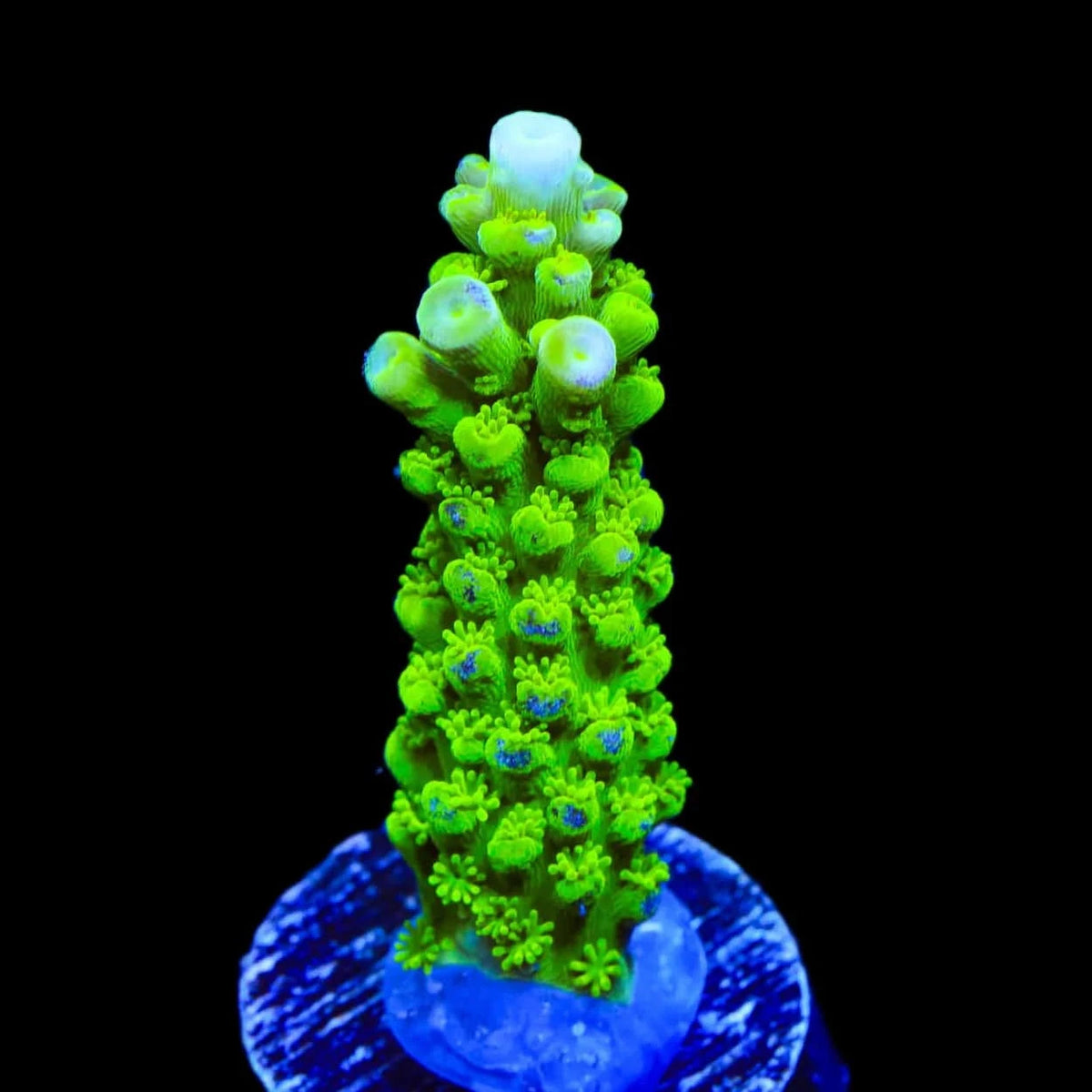Green Slimer Stag Acropora Coral – Top Shelf Aquatics