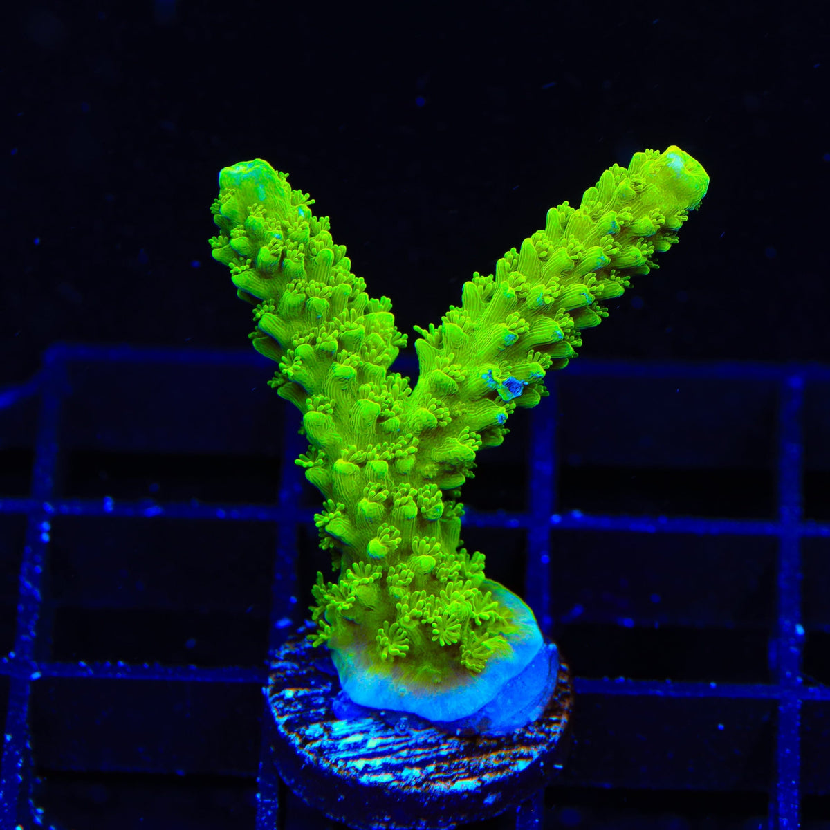 Green Slimer Acropora Coral – Top Shelf Aquatics