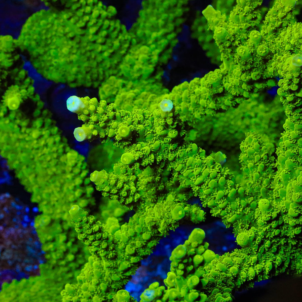 Green Slimer Stag Acropora Coral – Top Shelf Aquatics