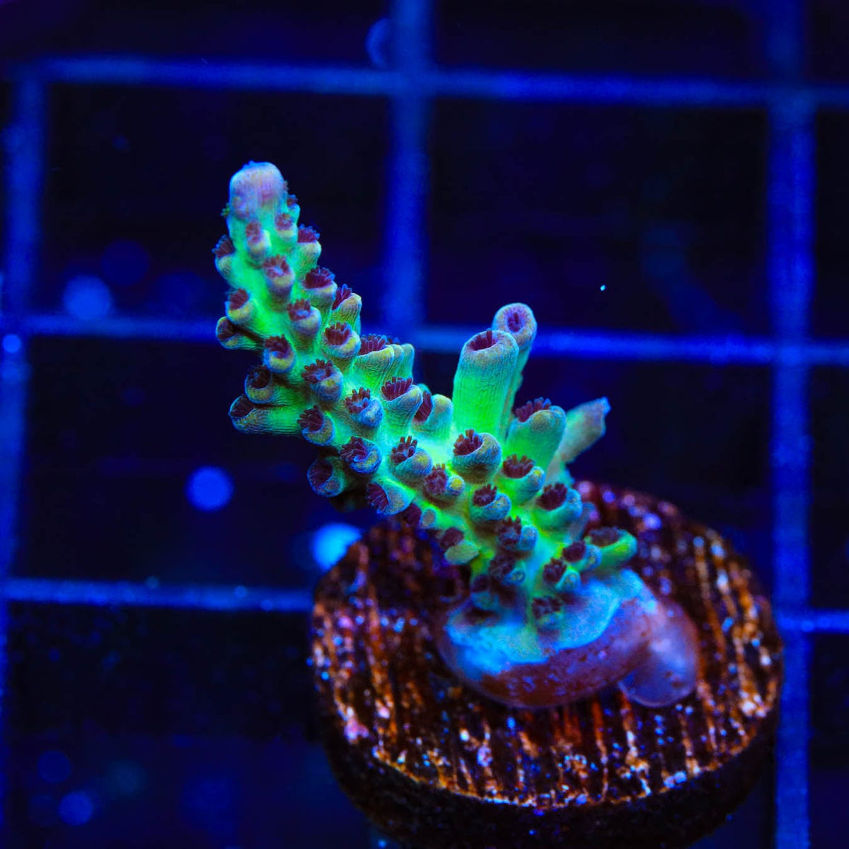 Greg Hiller's Aqua Delight Acropora Coral – Top Shelf Aquatics
