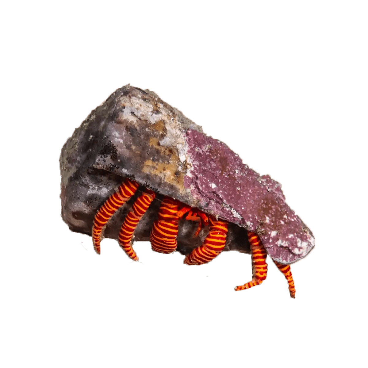 Halloween Hermit Crab – Ciliopagurus strigatus – Top Shelf Aquatics