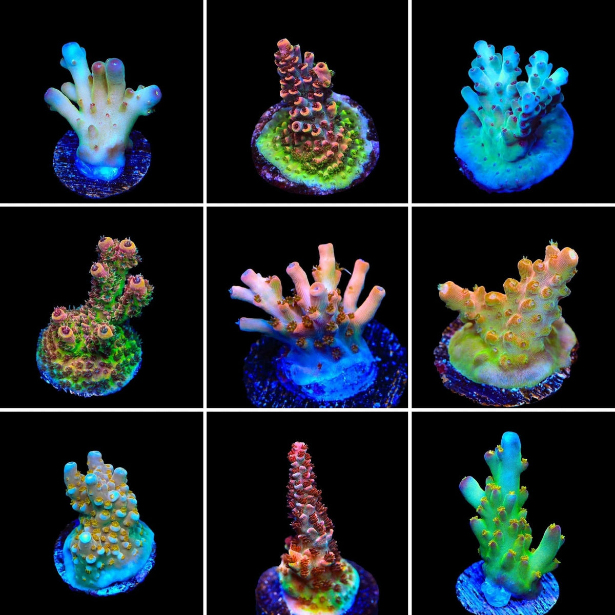 High End Acropora 3 Coral Frag Pack – Top Shelf Aquatics