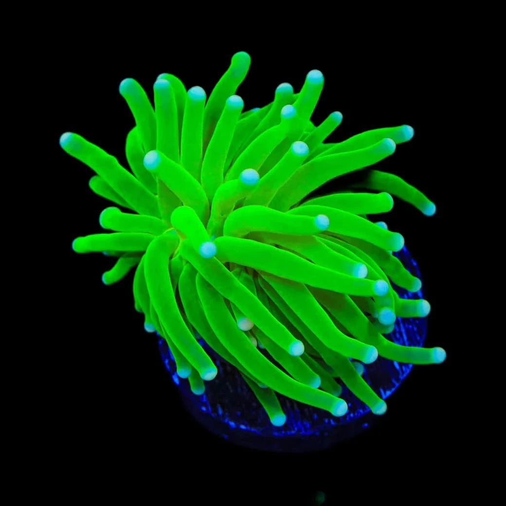 Hulk Torch Coral – Top Shelf Aquatics