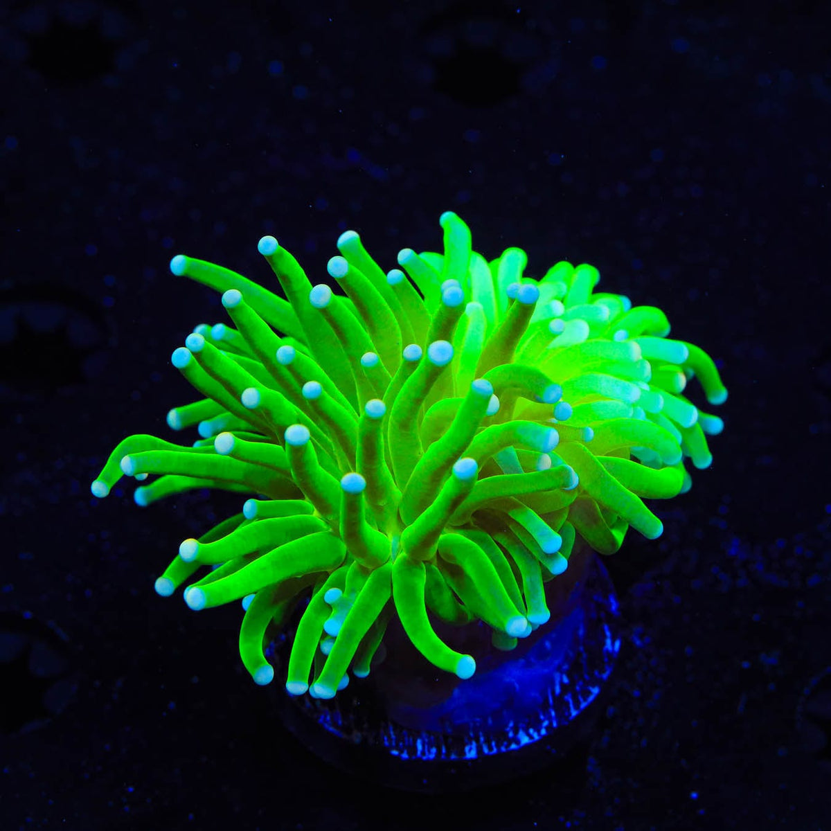 Hulk Torch Coral – Top Shelf Aquatics