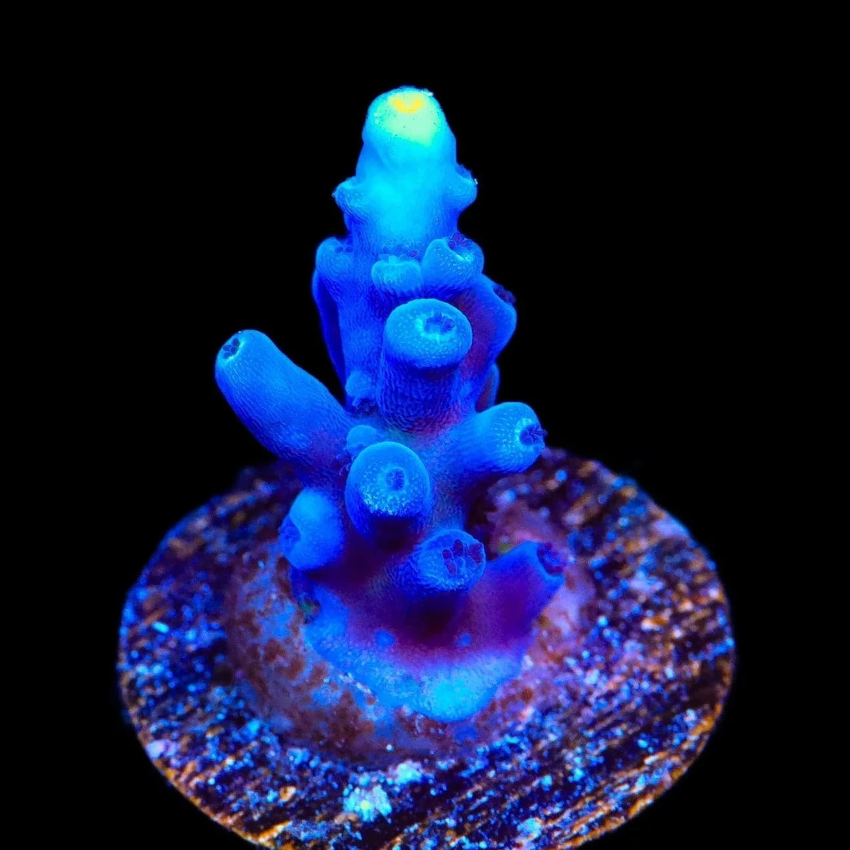 Jake Adams Immortal Tort Acropora Coral – Top Shelf Aquatics