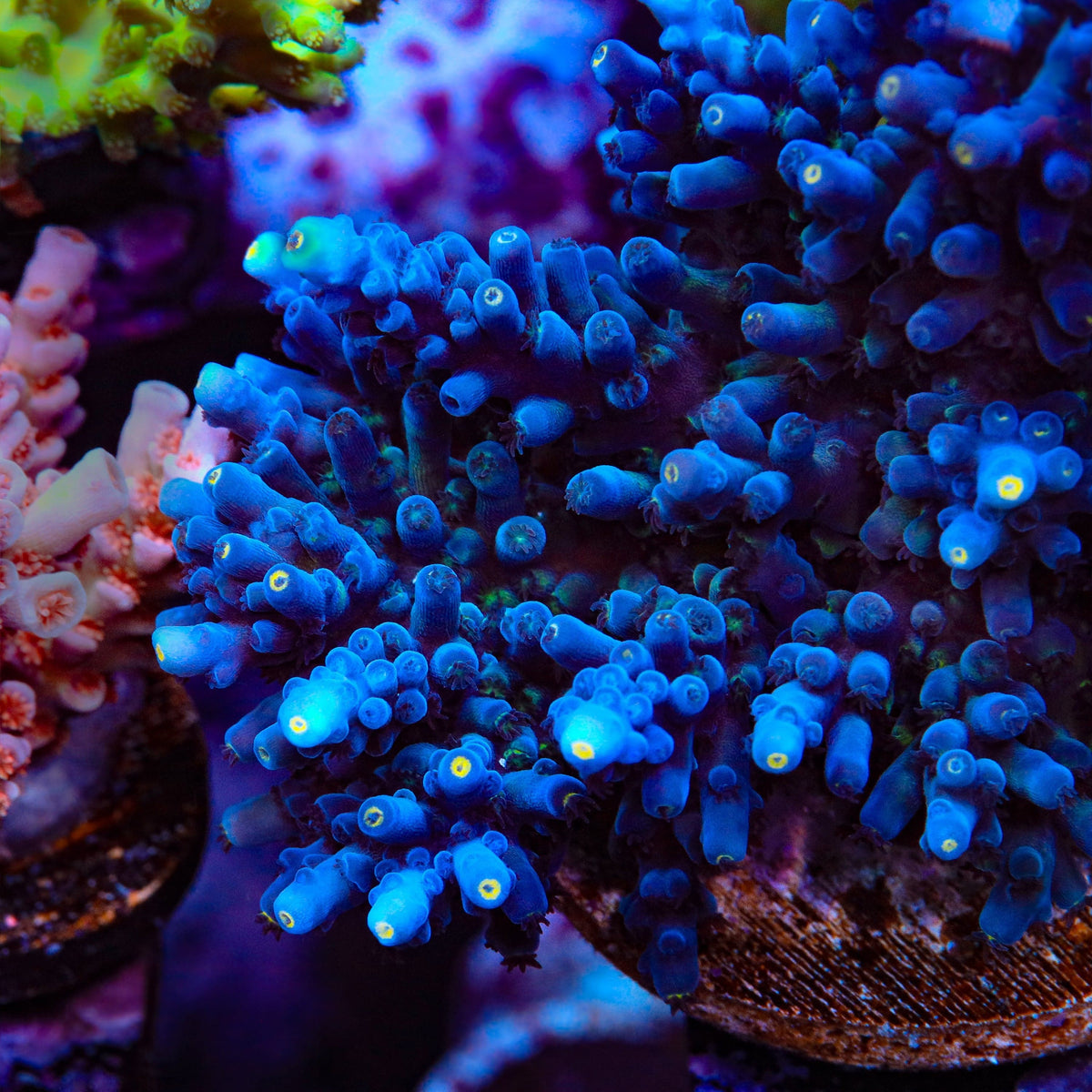 Jake Adams Immortal Tort Acropora Coral – Top Shelf Aquatics