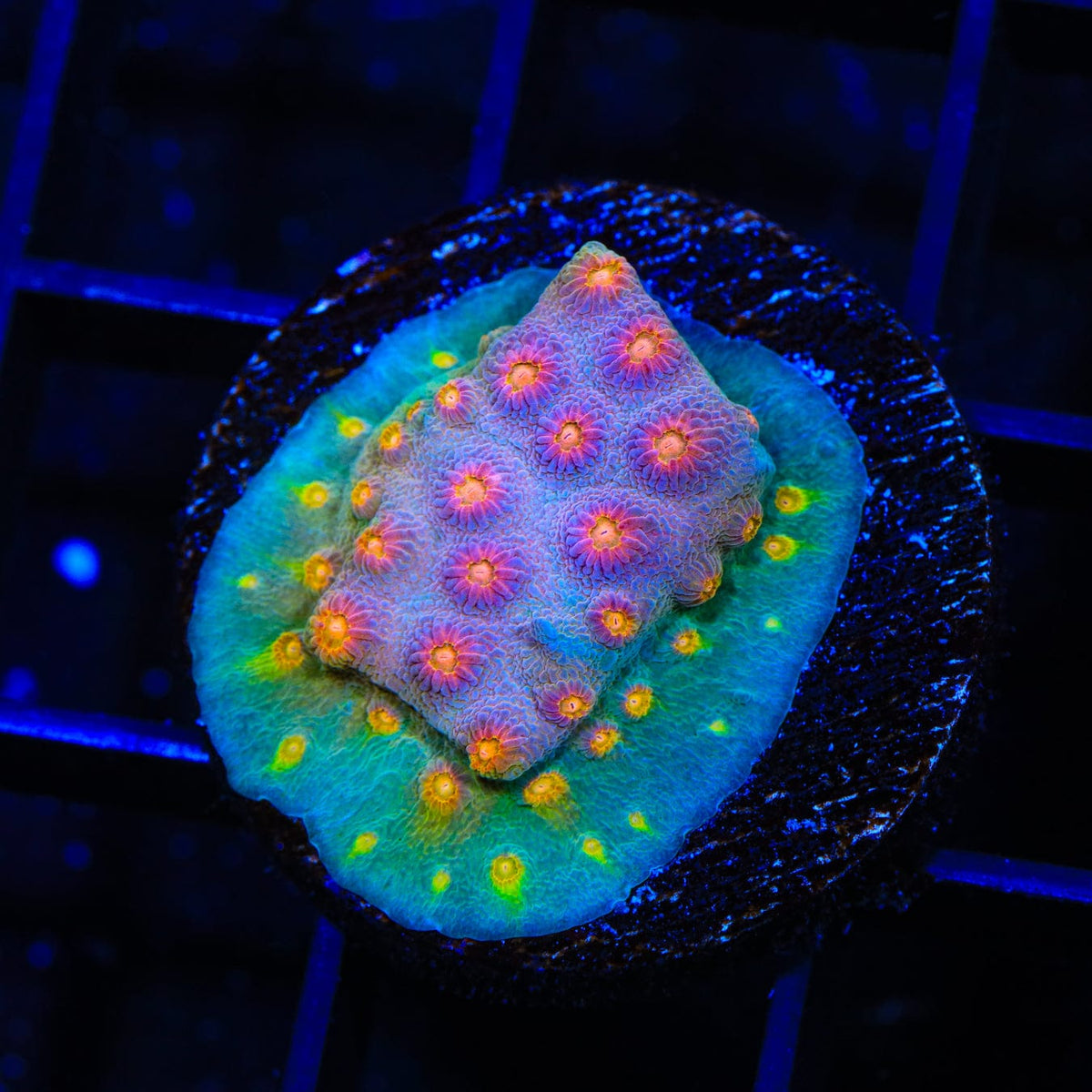 JF Buzz Kill Cyphastrea Coral – Top Shelf Aquatics