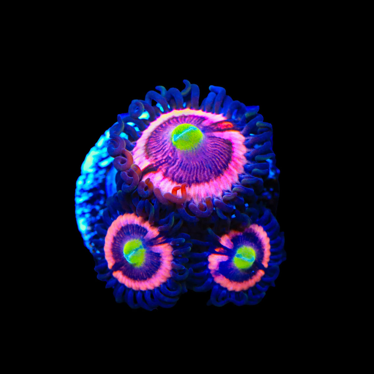 JF Daisy Duke Zoanthids Coral – Top Shelf Aquatics