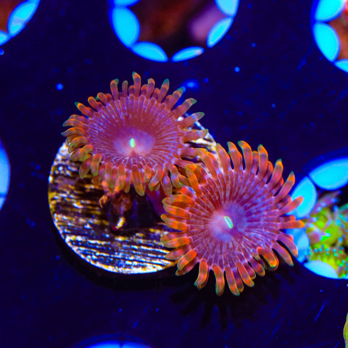 JF Fairy Fart Zoanthids Coral – Top Shelf Aquatics
