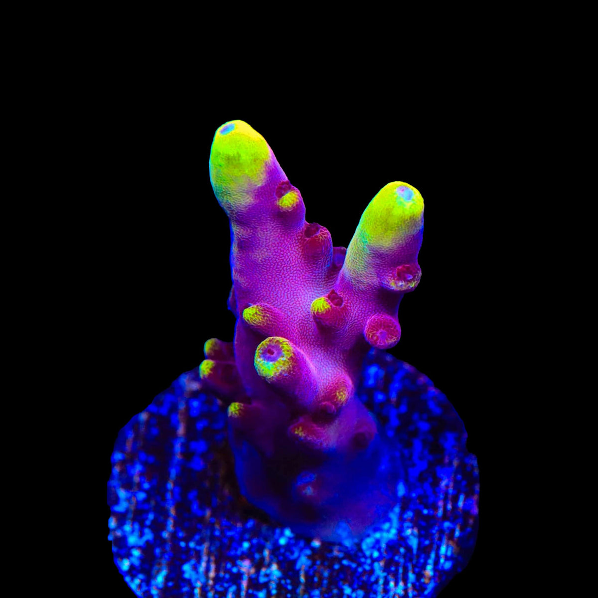 JF Fox Flame Acropora Coral – Top Shelf Aquatics