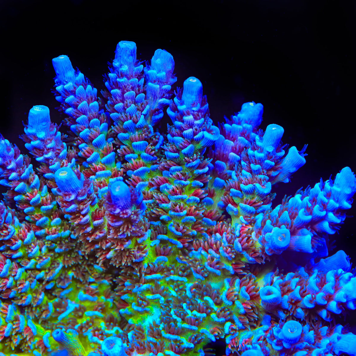 JF Jolt Acropora Coral – Top Shelf Aquatics