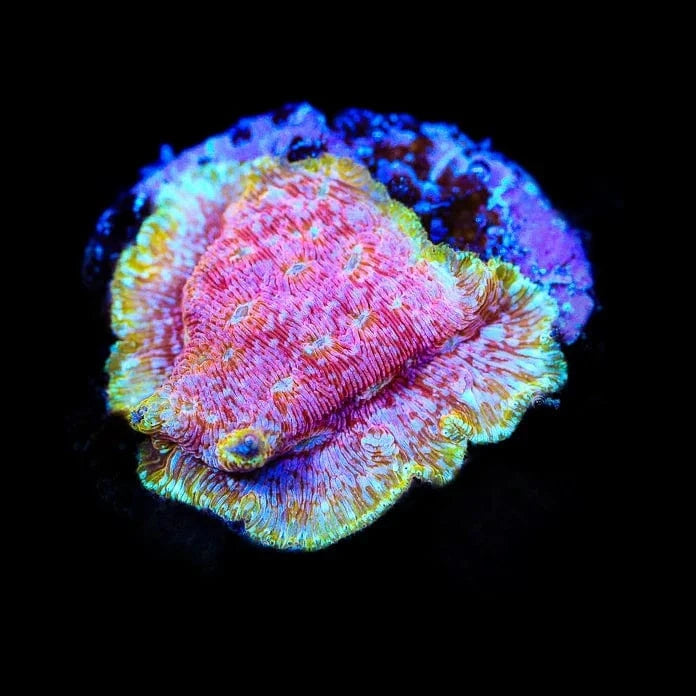 JF Klepto Lepto Leptoseris Coral – Top Shelf Aquatics