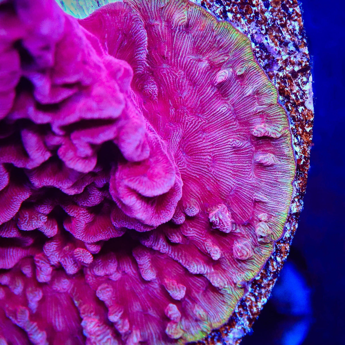JF Klepto Lepto Leptoseris Coral – Top Shelf Aquatics