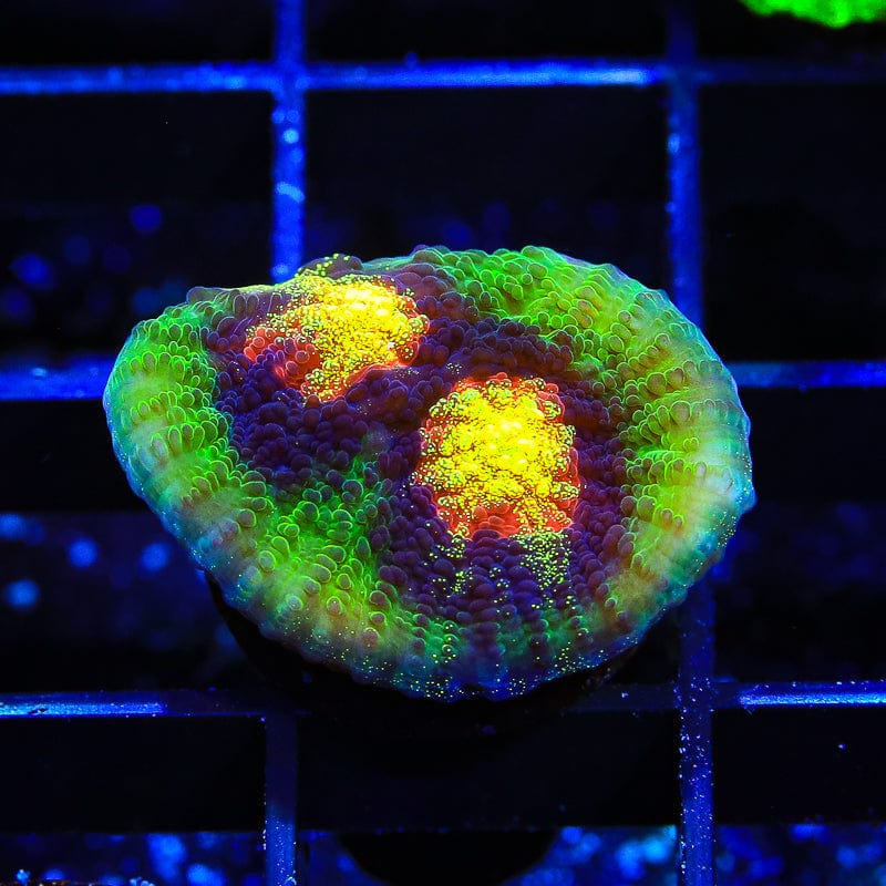 JF Raja Rampage Chalice Coral – Top Shelf Aquatics
